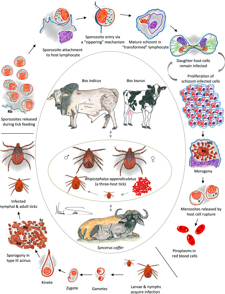 Parasite control in cattle | Prof. U. K. Atheya, Dairy Animal, India,