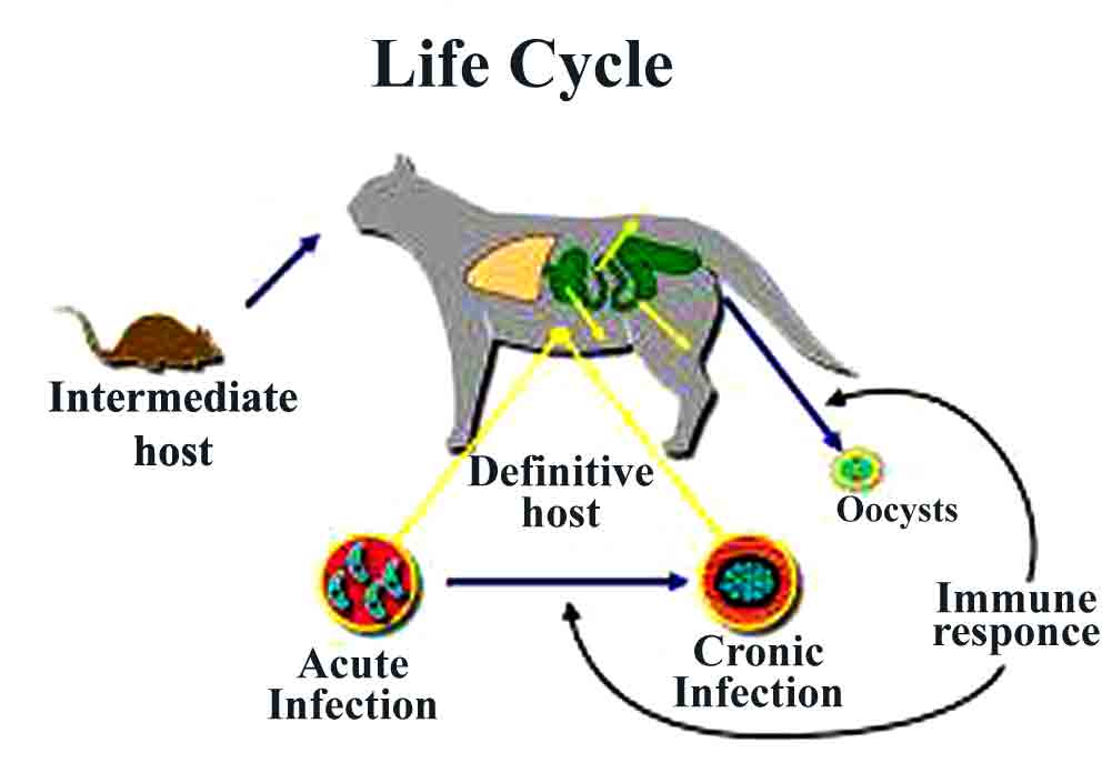 Toxoplasmosis | Prof. U. K. Atheya, Dairy Animal, India,