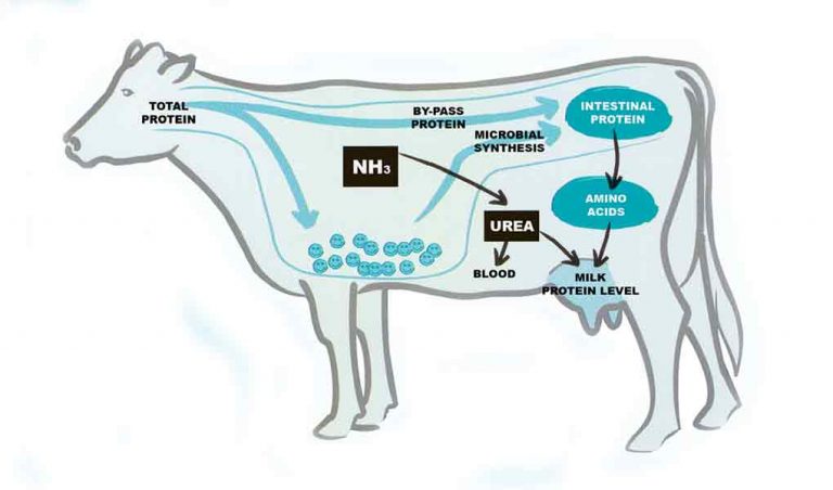 Saving money by Feeding Urea to dairy Cattle | Prof. U. K. Atheya ...