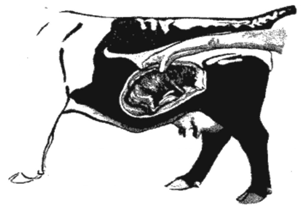 Pregnancy Diagnosis in Cattle - Prof. U. K. Atheya, Dairy Animal, India,