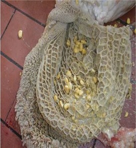 Digestive Physiology of the Ruminant (COW) - Prof. U. K. Atheya, Dairy ...