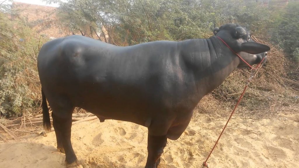 100 Frequently Asked Question (FAQ) on Dairy Animals - Prof. U. K ...