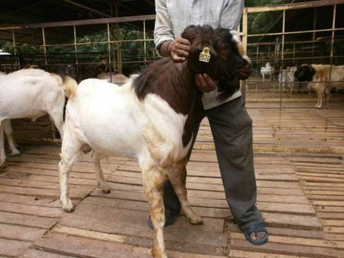 Boer Goat | Prof. U. K. Atheya, Dairy Animal, India,