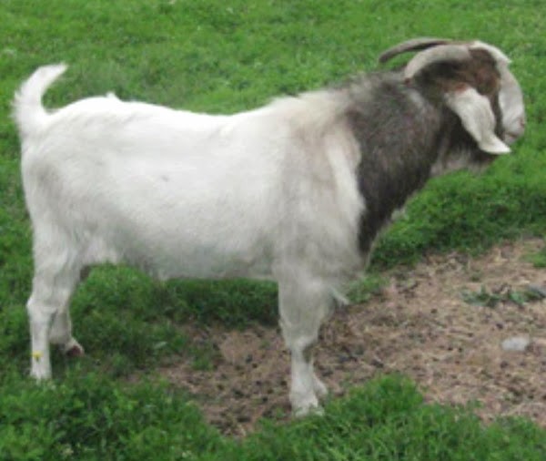 Boer Goat | Prof. U. K. Atheya, Dairy Animal, India,